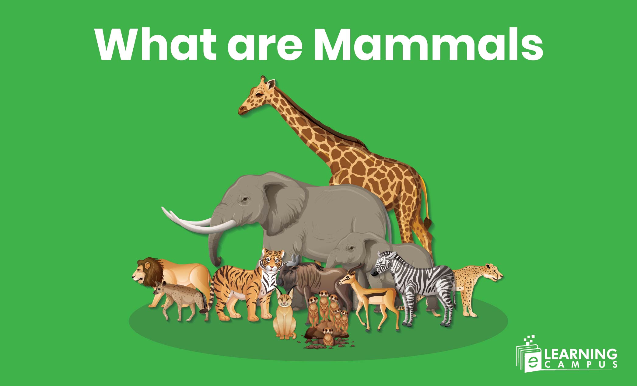 What Are Mammals? Characteristics, Types & Examples Facts